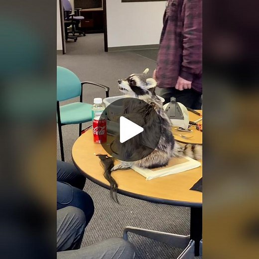Meet the Adorable Raccacoonie in Person!