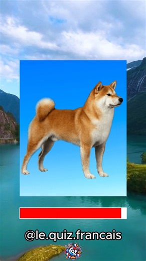 Testez vos connaissances sur les races de chiens avec ce quiz🐕 Chiens célèbres, races rares ou très populaires… saurez-vous trouver la bonne réponse à chaque fois ? 👉 Commentez votre score en commentaire ! #quiz #challenge #QuizChallenge #chien #racedechien #culturegenerale | Le Quiz Français