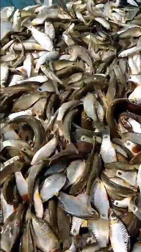 Different types of fish