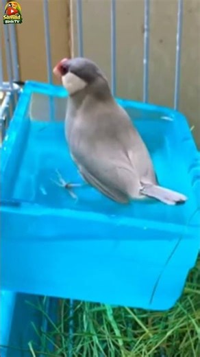 Bathing Tips for Java Sparrows! Easy & Safe 🐦✨ #shortsvideo
