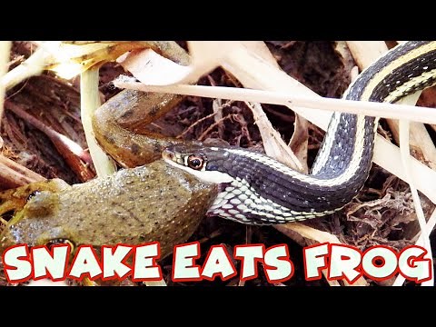 Snake Eats Frog Close Up - Nature Shots Video