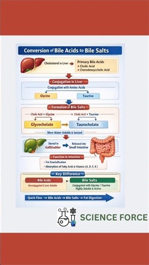 Bile acid to bile salts #biology #medicalbiochemistry #biochemistry #emulsification