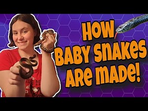 Incredible! These Snakes Don't Lay Eggs - How Do They Reproduce?