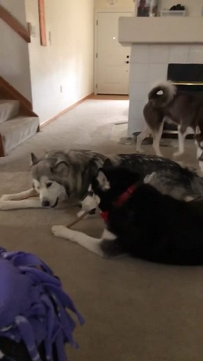 Rocket Husky's Exciting Red Rocket Adventure