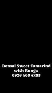 10K views · 131 reactions | For Sale ❗❗❗ Bonsai Sweet Tamarind with Bunga Nakatanim na po sa malaking paso Free delivery luzon selected area Visayas and Mindanao+sf po via LBC #COD #COP #legitseller #plants Pm or call 0926 403 4255 Location Guimba Nueva Ecija | Joan Ventura | Facebook