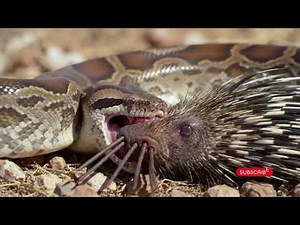 Unbelievable Clash: Python Attacks Porcupine in the Wild