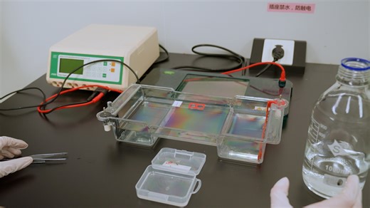 彗星测定量暴露于 I 型和 II 型 FLT3 抑制剂后表达 FLT3 突变体的 32D 细胞的 DNA 损伤