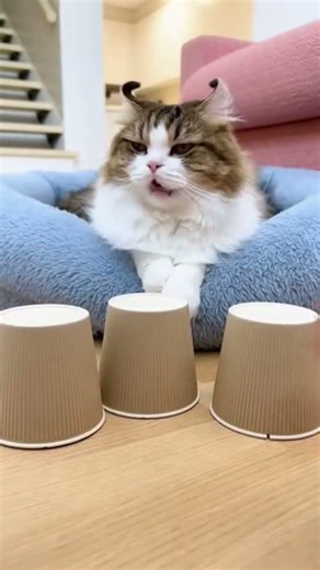 Cat Watches Shell Game… Gets Bored Instantly 😹 #funny #fyourpage #cat #cute #animals #pets