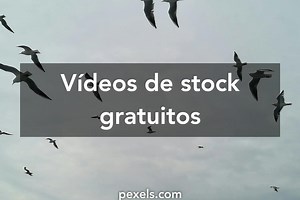 Los mejores 2000+ vídeos de Alas · Banco de Imágenes Gratis · Vídeos de archivo de Pexels
