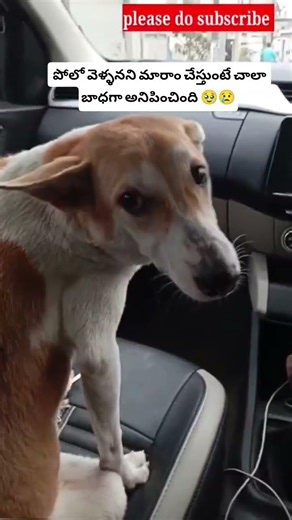 అల్లరి పిల్ల పోలో నడుస్తోంది ❤️😍🥰 #dog #love #sad #unconditionallove #goodbye #doglovers #petlovers