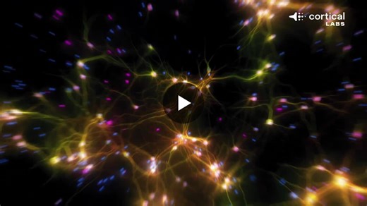 Researchers Train 200,000 Human Neurons to Play Doom in 1 Week | Srinivas Hebbar posted on the topic | LinkedIn