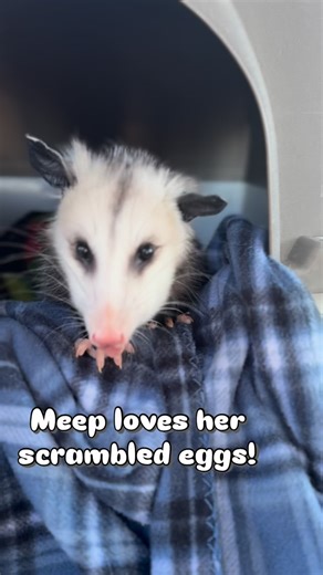 65 reactions | Did you know opossums are North America's only marsupial? Like koalas and kangaroos, their babies are called joeys too! 輦 • • • • • • • • #foreverwildexoticanimalsanctuary #foreverwild #nonprofitorganization #nonprofitanimalsanctuary #foreverwildexotics #wildlifesanctuary #highdesertlife #opossums #opossum #marsupial | Forever Wild Exotic Animal Sanctuary | Facebook