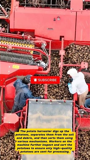 Advanced Potato Harvesting Technology: From Field to Processing