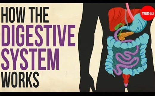 【Ted-ED】消化系统的运作原理 How Your Digestive System Works