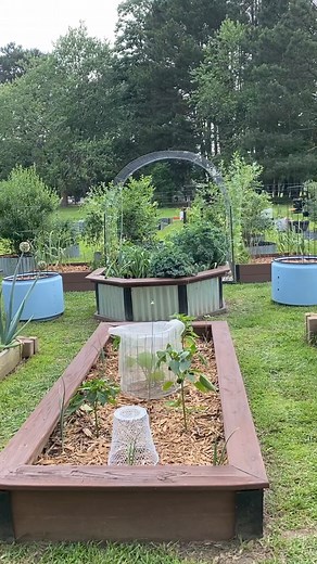 Spring garden tour coming #garden #gardening #gardeninspiration #gardeningtips #growyourownfood #growingoutthebox #reels #reelsfypシ#reelsfacebook | Keith Chapman