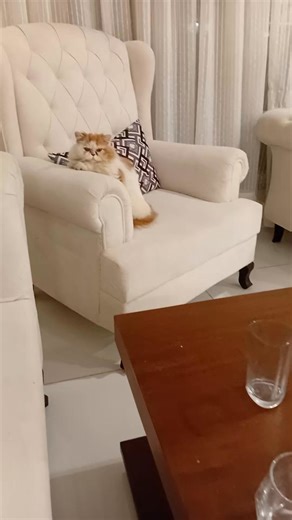 Simba’s Death Stare 😹 Who’s next?” Who else has a cat that stares like this? Double tap if Simba made you laugh today! 💛 Follow for more daily kitten mischief! 😺 #SimbaTheKitten #KittenLife #CuteCats #CatStare #DailyCuteness #CatLovers #cat #kitten #kitty #sofaking #simba #viralreelschallenge | Simba Thimboo