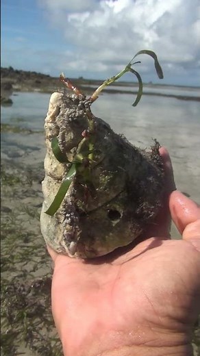 hermit snail #beachcombing #beach #canadacoast