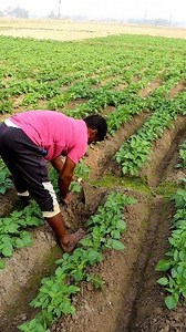 Preparatory Work before Earthing up in Potato: Hi Friends, It's a reel on potato cultivation. Potato needs earthing up twice during its cultivation. Once at 21 days after planting potato tubers and other is at 42-45 days after planting. Such earthing up helps to grow tender potato tubers under soil. If earthing up is not done properly the tubers get exposed to sunlight and become green in colour. Such green tubers are not suitable for edible purposes. Irrigtion channel thus formed also eases irr