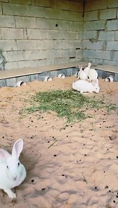 KA TAƁA KIWON ZOMO? #RabbitFarming #RabbitProduction #RabbitMeatFarming #RabbitBusiness #RabbitAgribusiness #RabbitFarmers #RabbitBreeding #RabbitProfit #FutureWithRabbits #RabbitFarmingNigeria | Mainas Livestock Production And Marketing Ltd