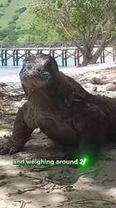 Environment Cleaner: The Monitor Lizard looks like a dormant reptile but has very sharp hunting skills that involve both tactics and skills. It is also a scavenger that clears the environment of rotting flesh #monitorlizard #scavenger #wildanimallovers #tophunter #reptilelover | Wonders of Africa Safaris Ltd | Facebook