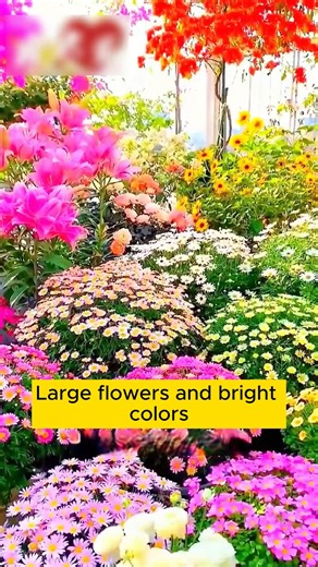 How to grow pyrethrum flowers #gardeninggoals #gardeningistherapy #gardeningtips #gardeninglife #gardening_love #gardeninguk #gardening101 #gardeningtools #gardeningislife #gardeningtherapy #gardeningknowhow #gardeningseason #gardeningismytherapy #gardeningmakesmehappy #gardeningaustraliamag #gardeningday #gardeningideas #gardeningphoto | Home Gardening