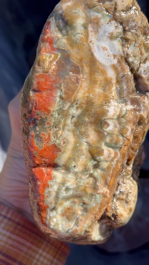 Just barely caught sight of the patterns on the edge of crazy thing. Part sagenite agate, part lace agate, part orbicular heliotrope. These patterns are totally different than the usual sagenitic structure I find in agates from the Stony Creek deposits. They remind me the plume patterns I’ve seen in some Turkish and Indonesian material, which kinda look like palm fronds. | Marble Tulip Minerals & Lapidary