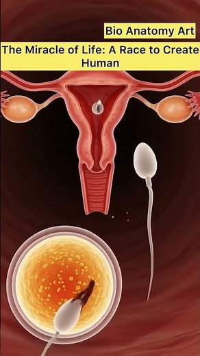 The Miracle of Life: A Race to Create Human| Bio Anatomy Art | Gut Health