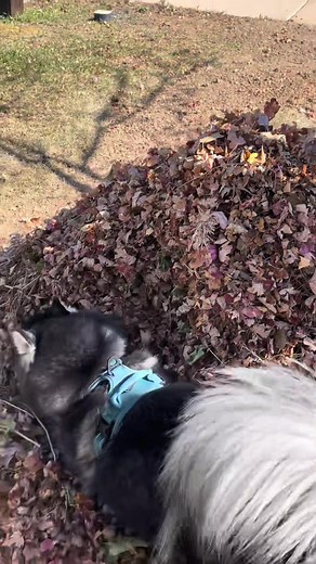 Happy Fall from Haiku and his first leaf pile! #haikuthehusky #viral #fyp #husky #dog | Haiku The Husky