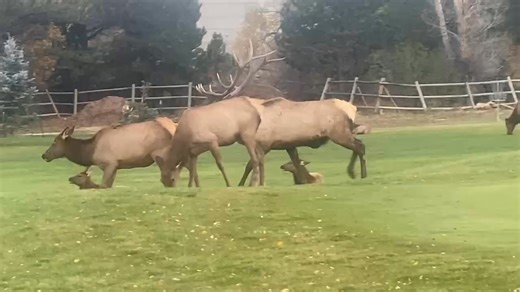 Life on the golf course. | Lynn Green