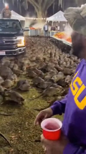 ONLY IN LOUISIANA: a massive crawfish boil has been overtaken by a swarm of Nutria Rats, creating a scene that's more bizarre than any swamp tale. Locals can’t help but laugh as they navigate the furry chaos. Just another day in the bayou! A lot of people keep asking how I make these. The exact site and prompts I use are linked in my bio 🧑🏽‍💻 follow for more | Baton Rouge Breaking News