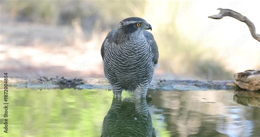 Adult female Northern goshawk drinking and bathing at a water source in a Mediterranean forest late in the afternoon in late autumn