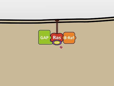 The MAP-Kinase (MAPK) signalling pathway HD