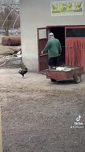 717K views · 9.8K reactions | Volt egy kiszámíthatóan agresszív araucana kakasunk. | Vad-kert | Facebook