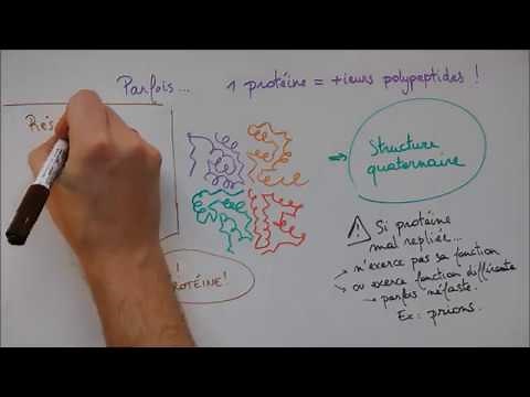Protein Synthesis 5 - Folding