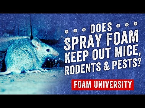 Does Spray Foam Keep out Mice, Rodents and Pests? | Foam University