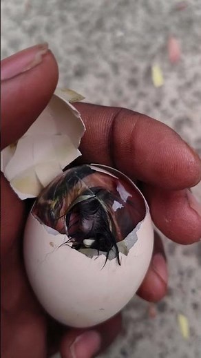 chicken egg hatching process #shorts