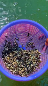 124K views · 3.4K reactions | 1,50,000 Koi Machli Ka Seed Leke Ayenge Kharagpur #fishfarming #fishfarm #fishfarmers #fishfarmer #fishseed #fishseeds #fishseedsavailable #fishseedsupplier #biofloc #bioflocsystem #semibiofloc #kolkata #naihati #ɴᴀɪʜᴀᴛɪ #panpur #kharagpur | Sawang Daily Vlogs | Facebook