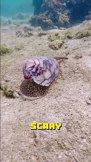 Avoid Touching This Beautiful but Deadly Cone Snail!
