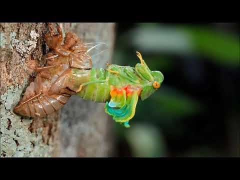 Cicada Molting timelapse