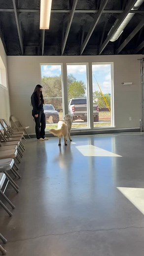 50 reactions | Avery working with Woody on targeting his place from a distance. Way to go ! #unleashedunlimited #leandertx #libertyhilltx #goldenretrieverworld #goldenretriever | Unleashed Unlimited | Facebook