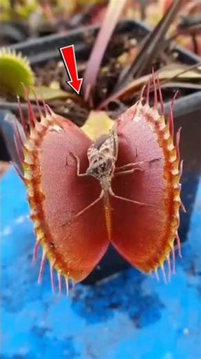 Venus Flytrap Carnivorous Plant 🌵 | Arun Verma