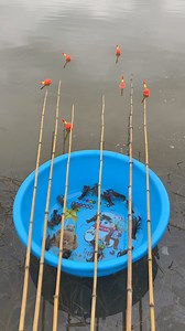 Catching crawfish fish in Village pond. #fishing #fishingvideo #shortvideo #fishinglife #Goliath#saltwaterfishing#bigfish#bigbaits#reef#offshore#fishingflorida#fishinglife#fishingtiktoks#fishingtips#fishinggear#fishingfun #pondfishing, | Vibe Wave