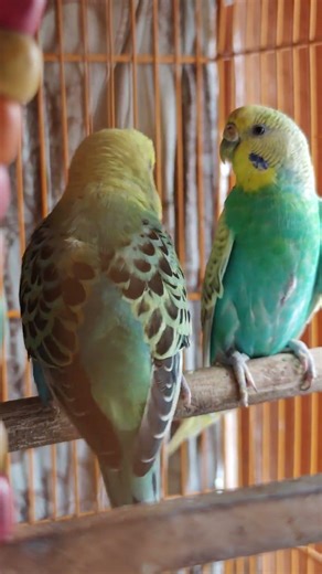Budgies love each other❤️#Parakeet home#birds lover#shorts