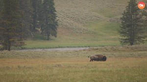 10 U.S. National Parks Where You’re Almost Guaranteed to Spot a Wild Predator! | Animals Around The Globe | Facebook