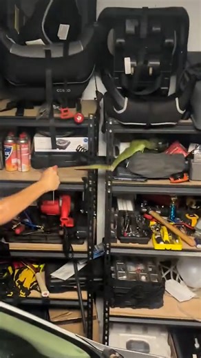 Why does it move like that?! 😳#lizards #animals | UNILAD