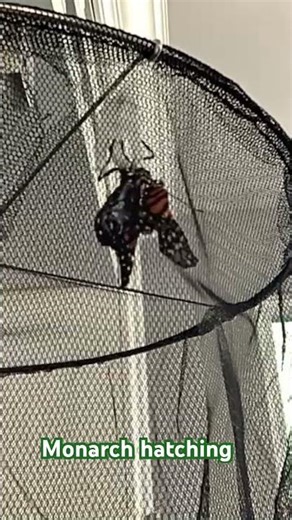 Monarch butterfly hatching #lifeisbeautiful #nature #butterfly #science