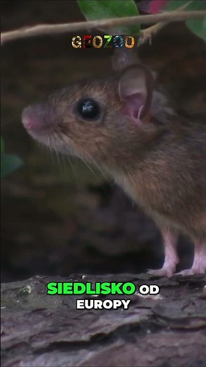 Mysz polna vs Mysz leśna: Konflikty i Współpraca 🐭🌲