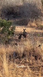 Energy Overload! Wild Dogs Playing Like Crazy! 😂🔥 Wild dogs in full masti mode—non-stop fun and energy! 🐕🔥 #WildDogs #PlayTime #FunnyWildlife #JungleFun #AnimalMoments #Wildlife #Nature #Safari #TrendingReels #fblifestyle | Fyado fun