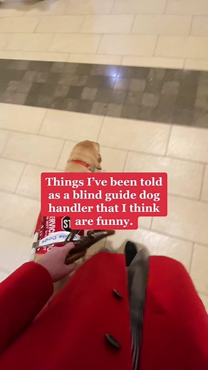 Yellow Lab Guide Dog: A Day in the Life