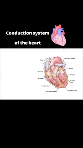 Conduction system of the heart Dr Shorouk Atef #dr_shorouk_atef #anatomy of the #heart #studywithme #medicalstudent